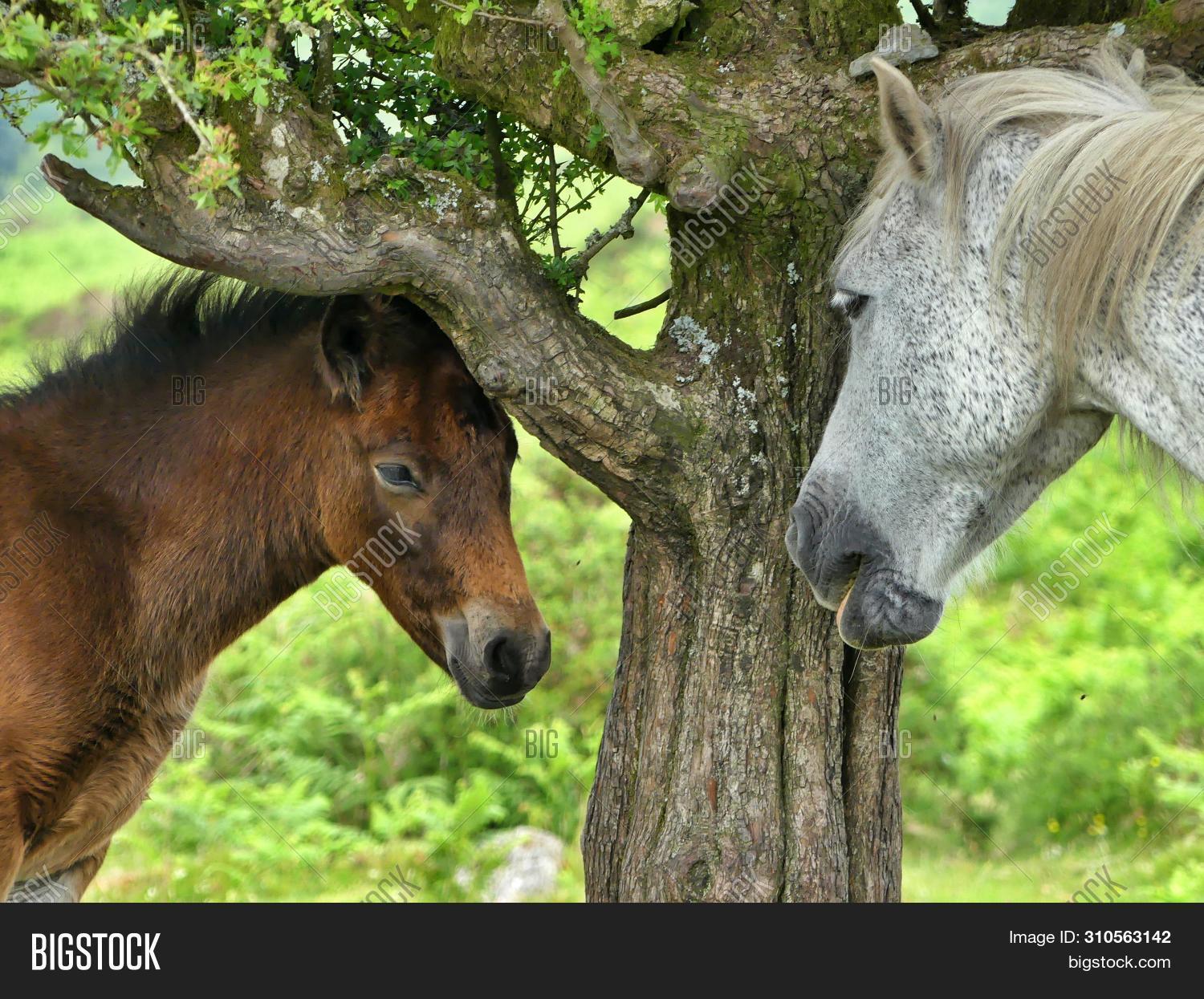 Equus Ferus Caballus Image & Photo (Free Trial) | Bigstock