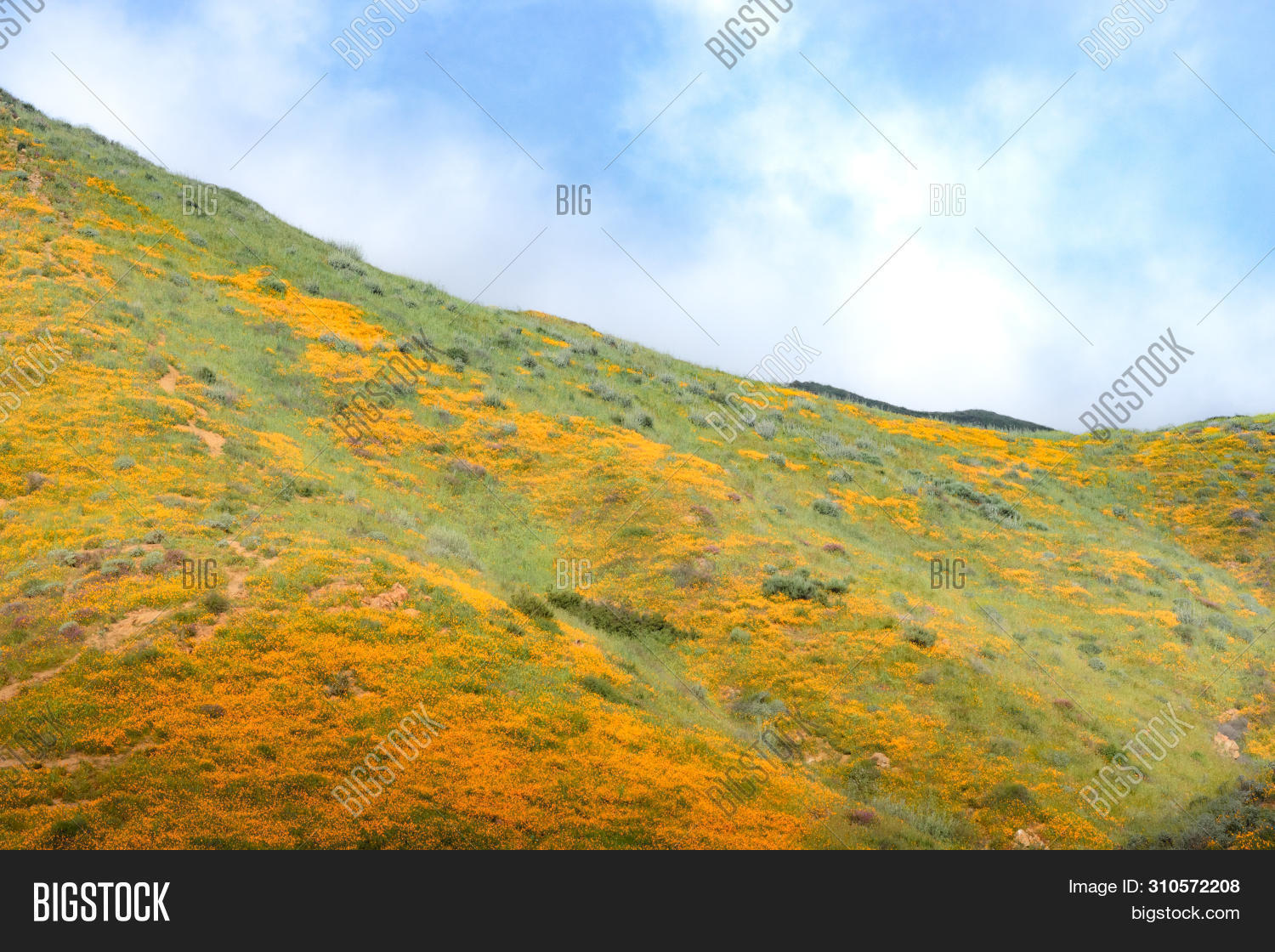 Bright Orange Vibrant Image & Photo (Free Trial) | Bigstock
