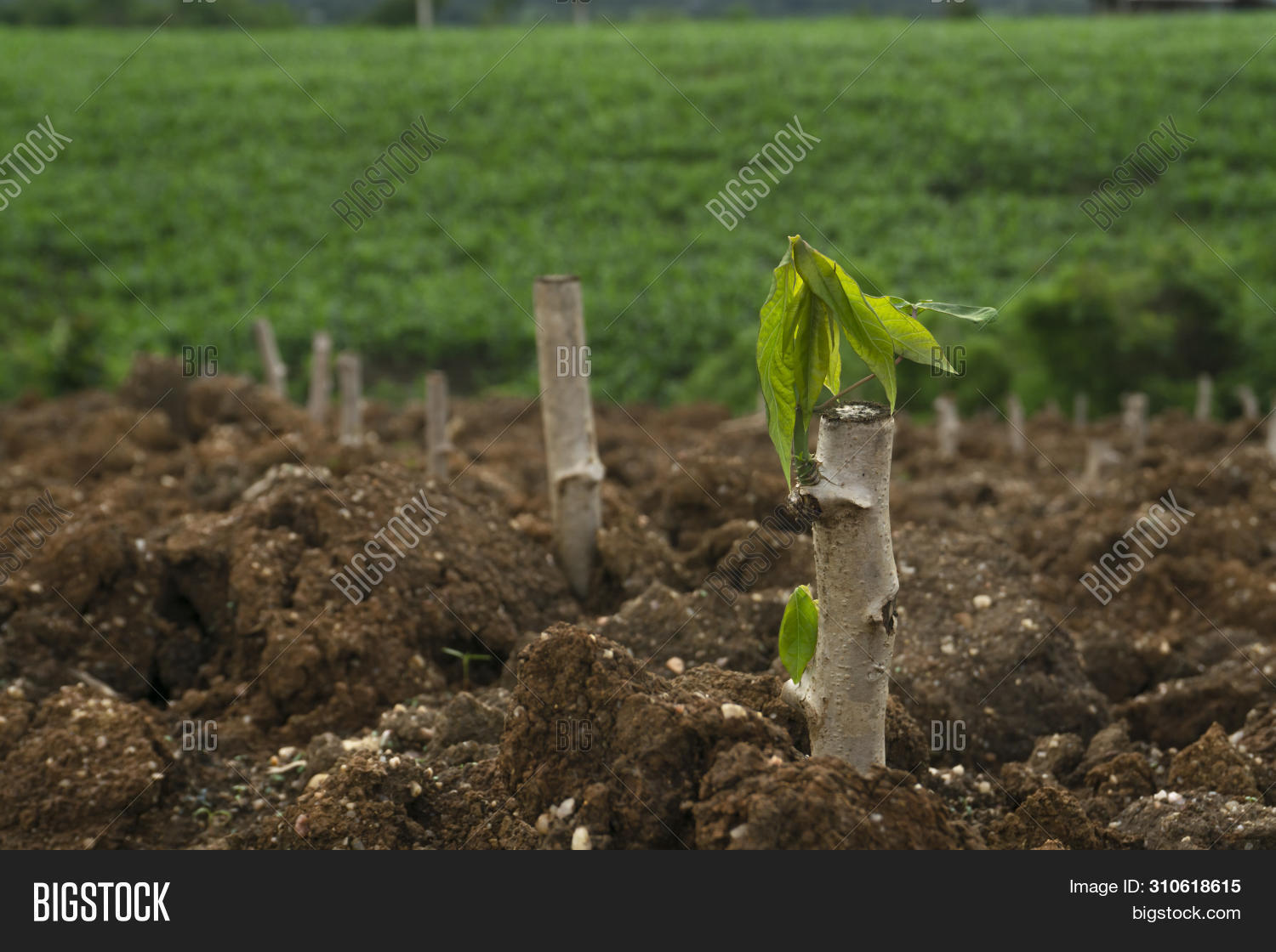 Cassava Stem Cuttings Image & Photo (Free Trial) | Bigstock