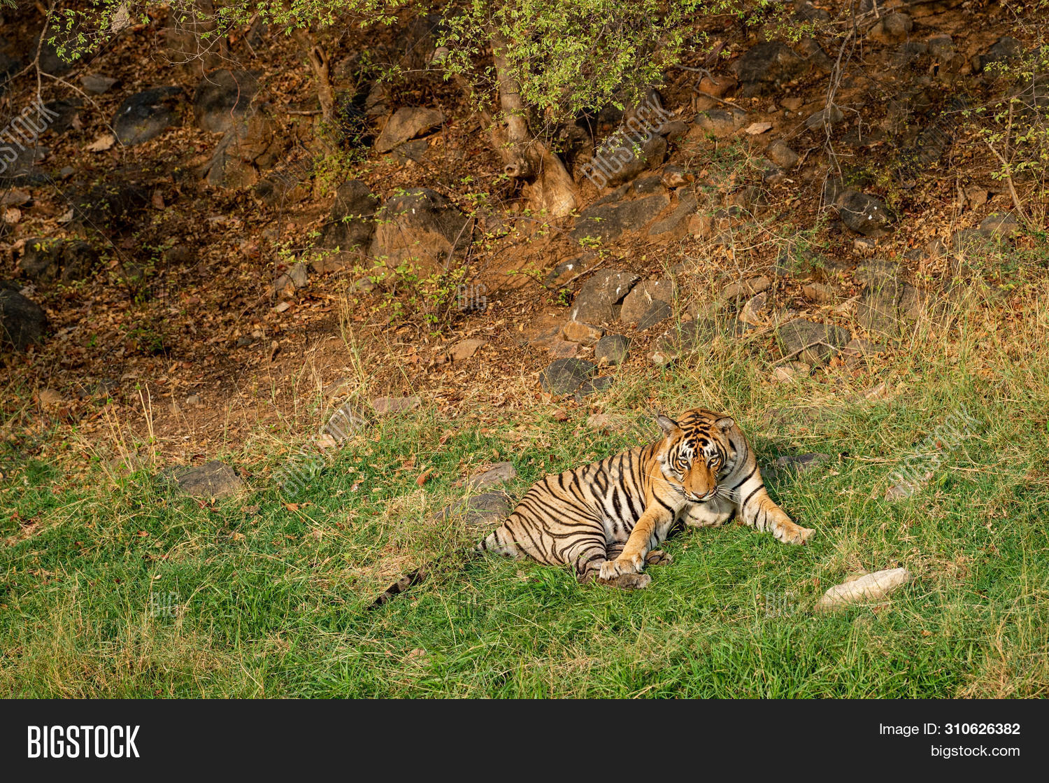 Angry Male Tiger Image & Photo (Free Trial) | Bigstock