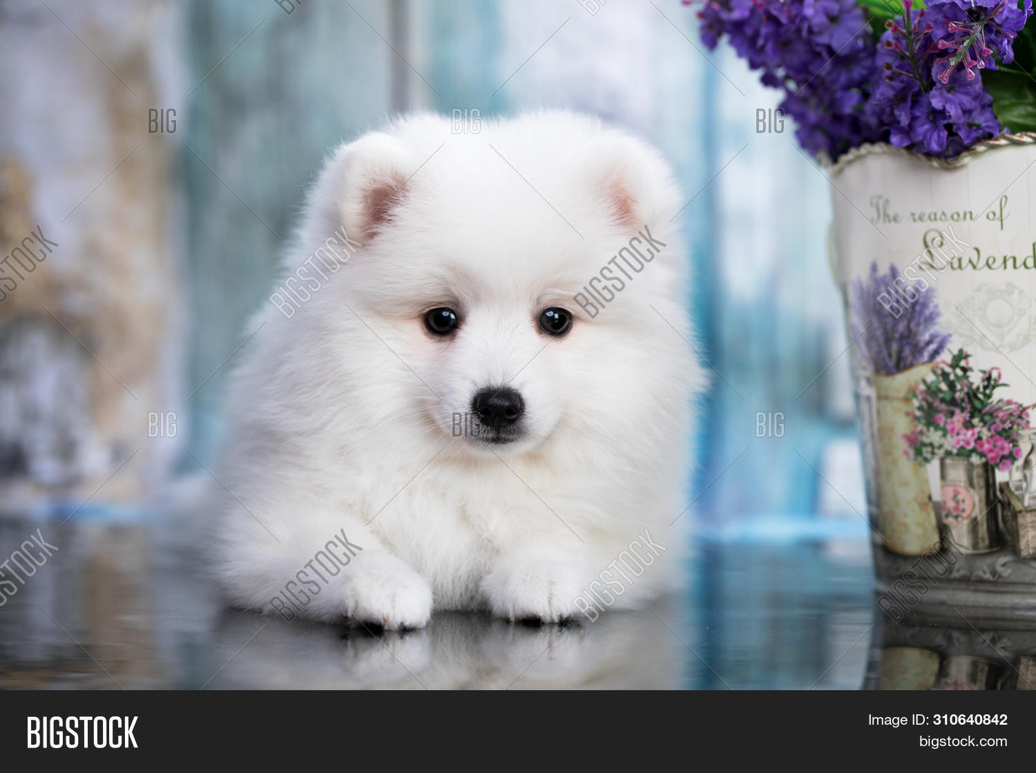 Beautiful White Dog Image & Photo (Free Trial) | Bigstock