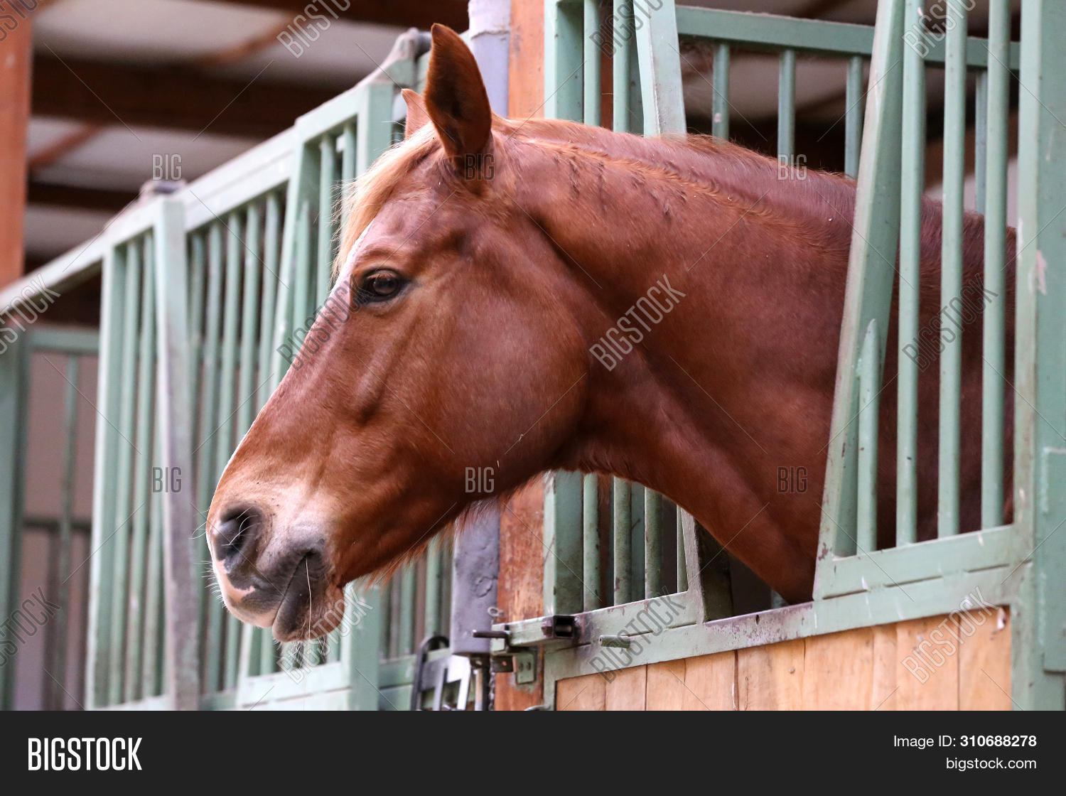 Beautiful Thoroughbred Image & Photo (Free Trial) | Bigstock