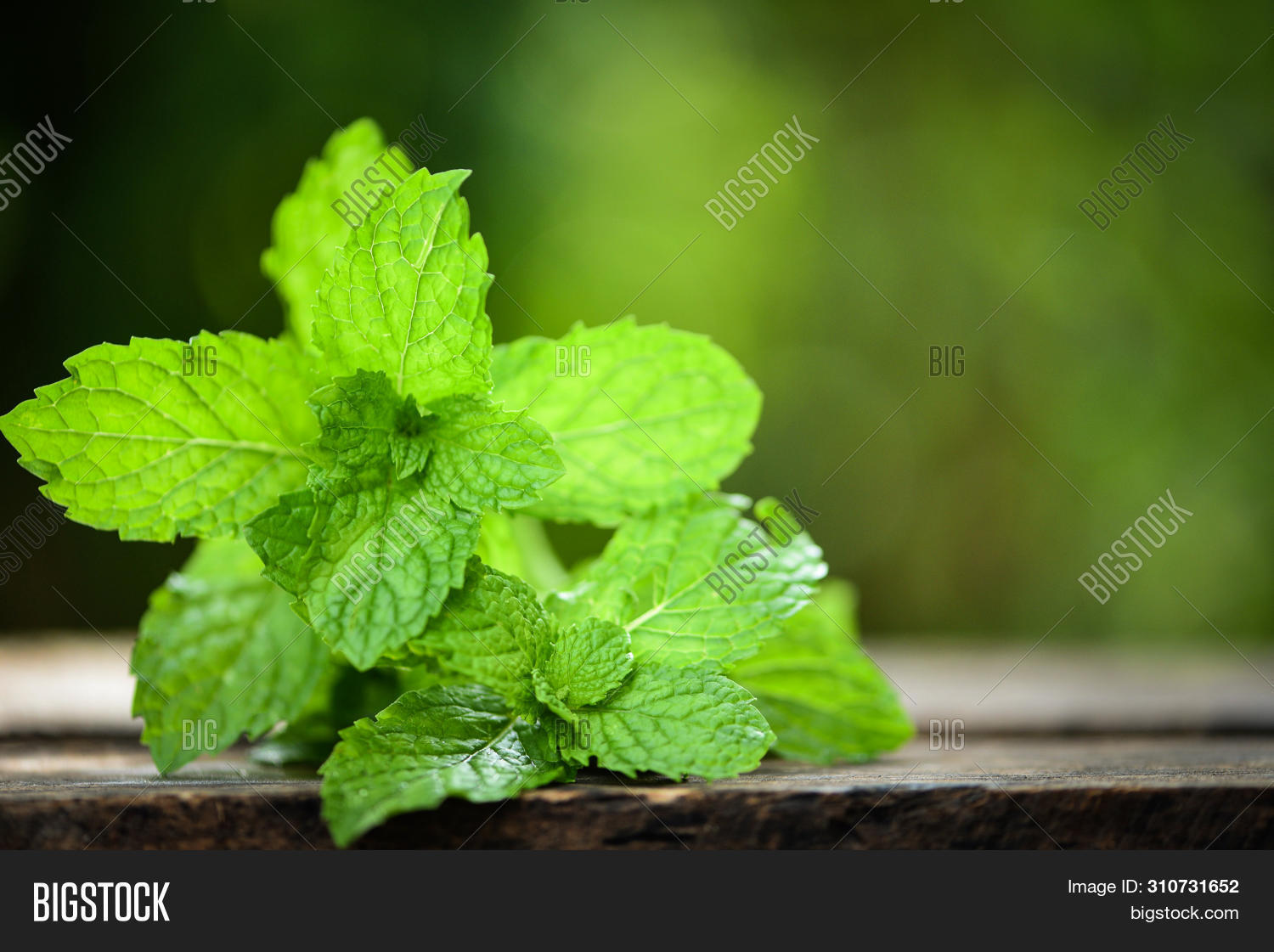 Peppermint Leaf / Image & Photo (Free Trial) | Bigstock