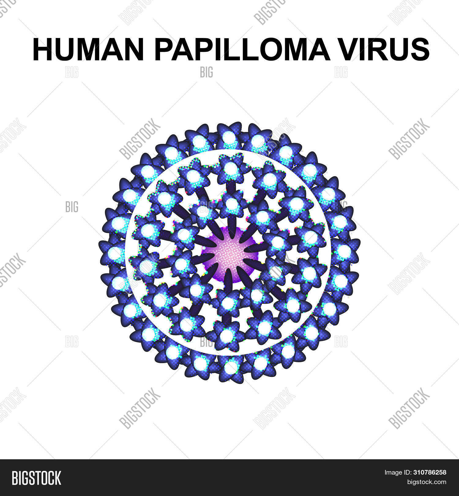 Human Papilloma Virus Image & Photo (Free Trial) | Bigstock