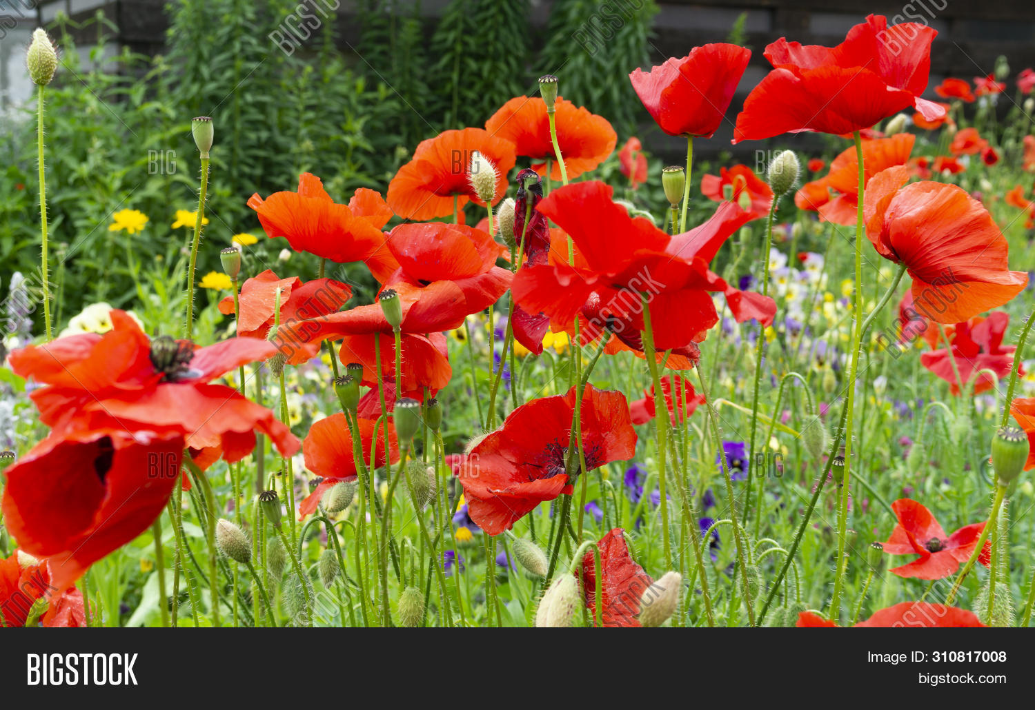 Imagen y foto Bright Red Poppy (prueba gratis) | Bigstock