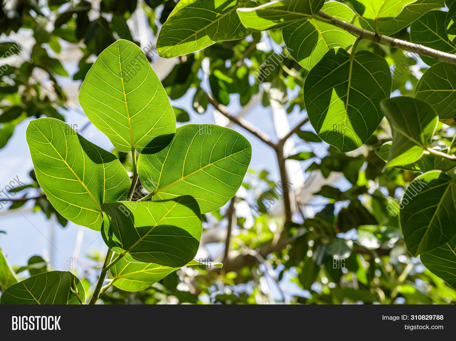 Ficus Benghalensis Image & Photo (Free Trial) | Bigstock
