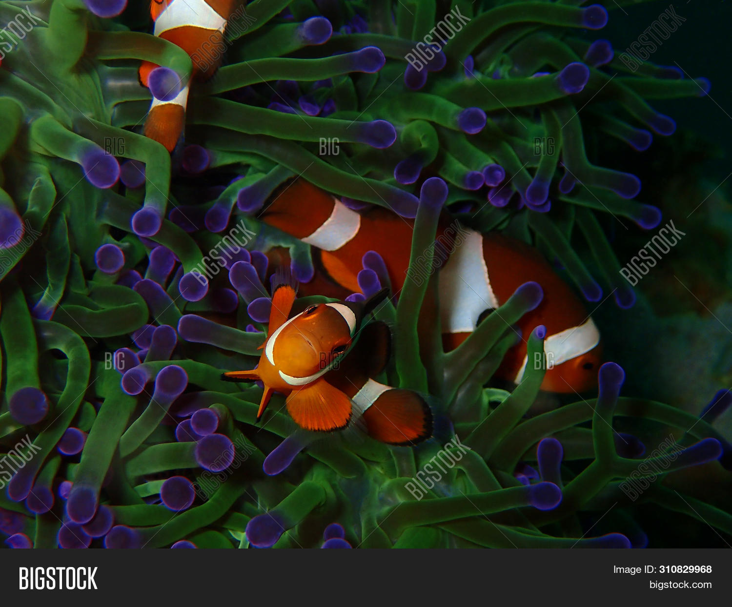 Closeup Macro Shot Image & Photo (Free Trial) | Bigstock