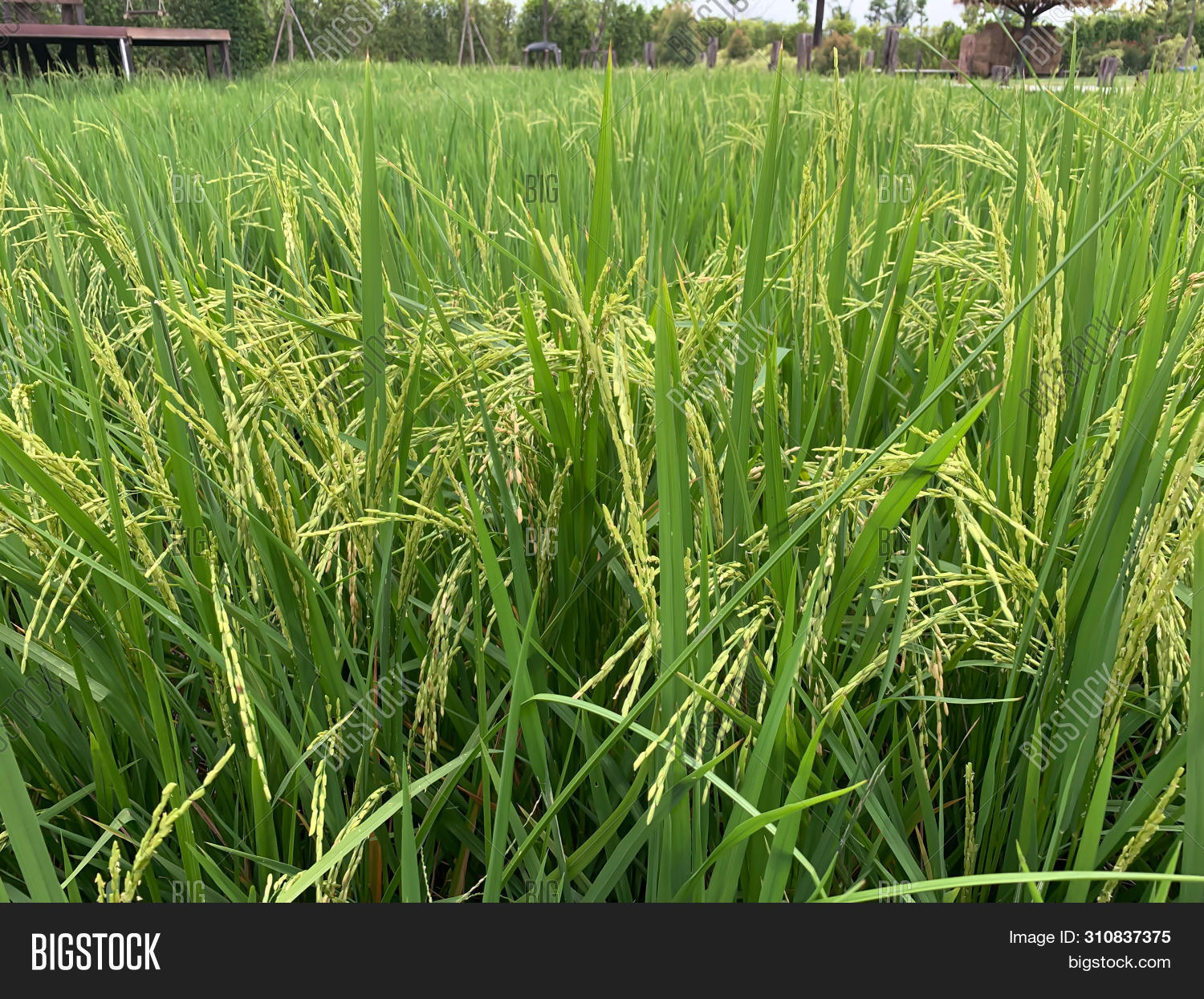 Ear Paddy Texture Image & Photo (Free Trial) | Bigstock