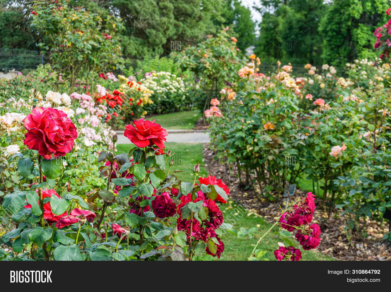View Rose Garden Point Image & Photo (Free Trial) | Bigstock