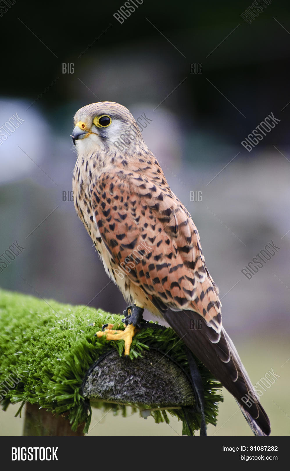 Male Kestrel Bird Prey Image & Photo (Free Trial) | Bigstock