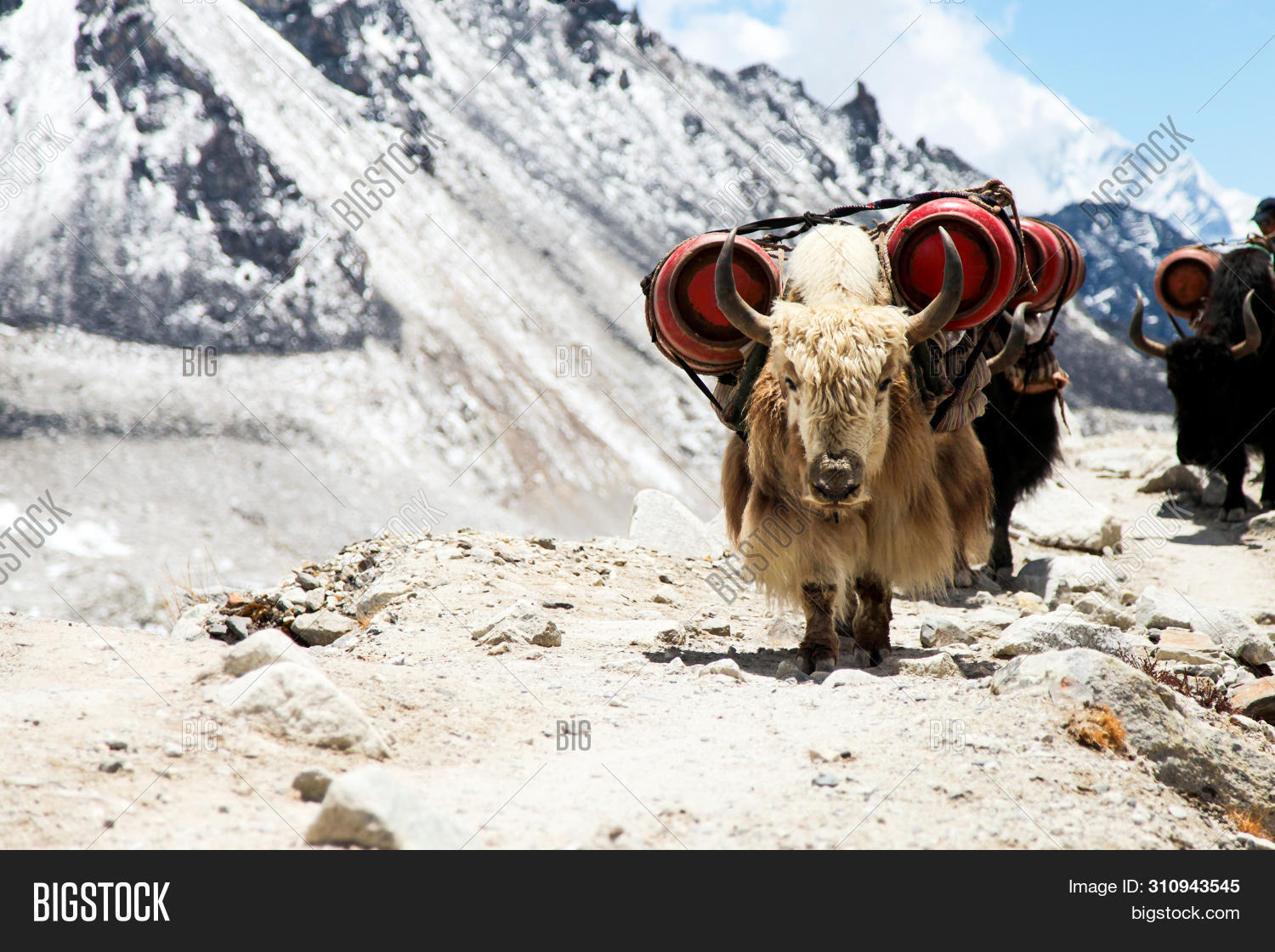 White Yak Carrying Image & Photo (Free Trial) | Bigstock