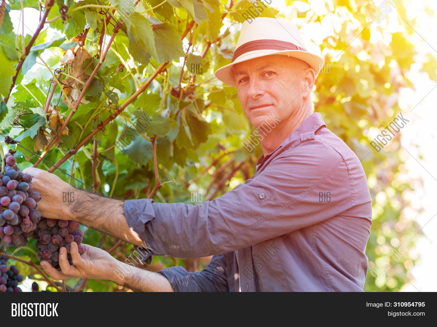 Winegrower Man Straw Image & Photo (Free Trial) | Bigstock