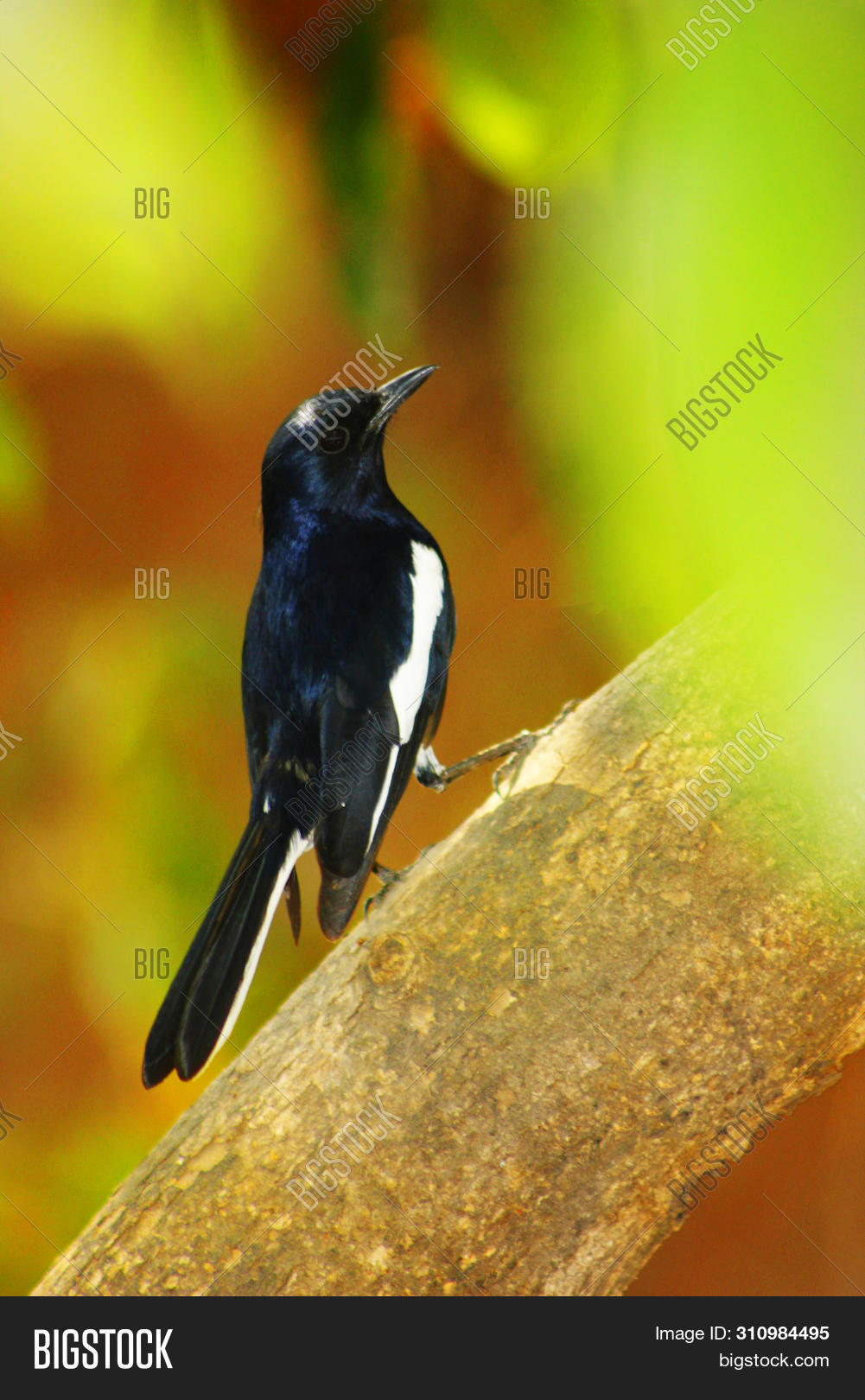 Oriental Magpie-robin Image & Photo (Free Trial) | Bigstock