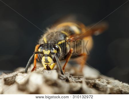 Macro Front View Paper Image & Photo (Free Trial) | Bigstock