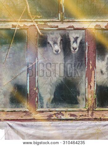 Little Goats On Barn Image & Photo (Free Trial) | Bigstock
