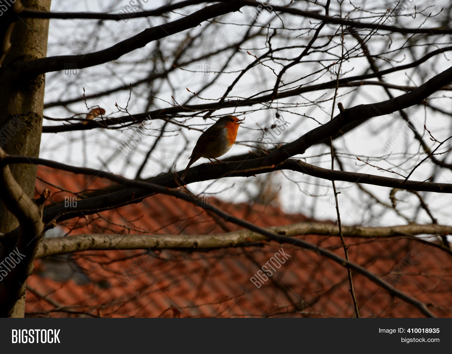 Robin About Size Image & Photo (Free Trial) | Bigstock