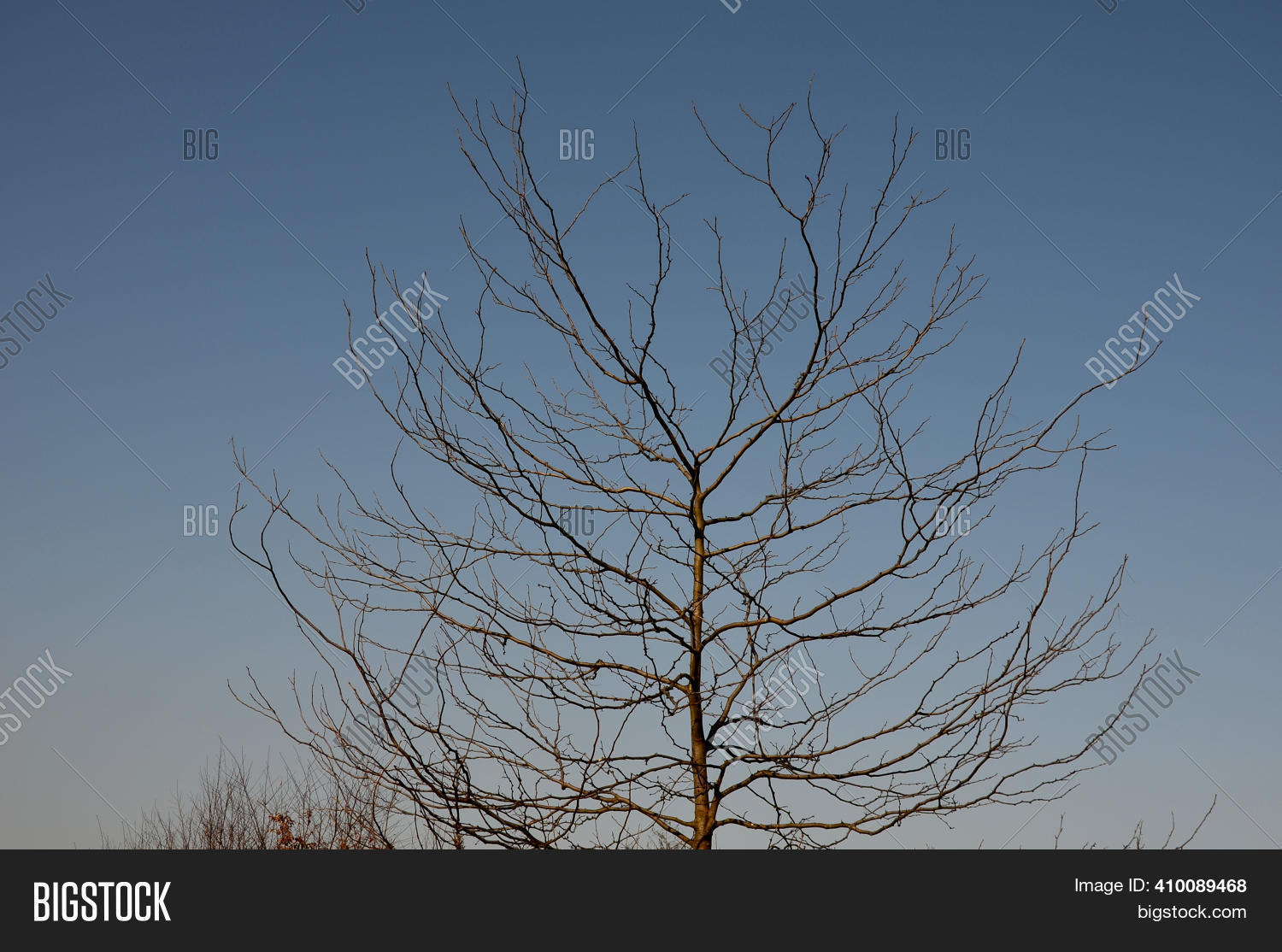 Deciduous Tree, Native Image & Photo (Free Trial) | Bigstock