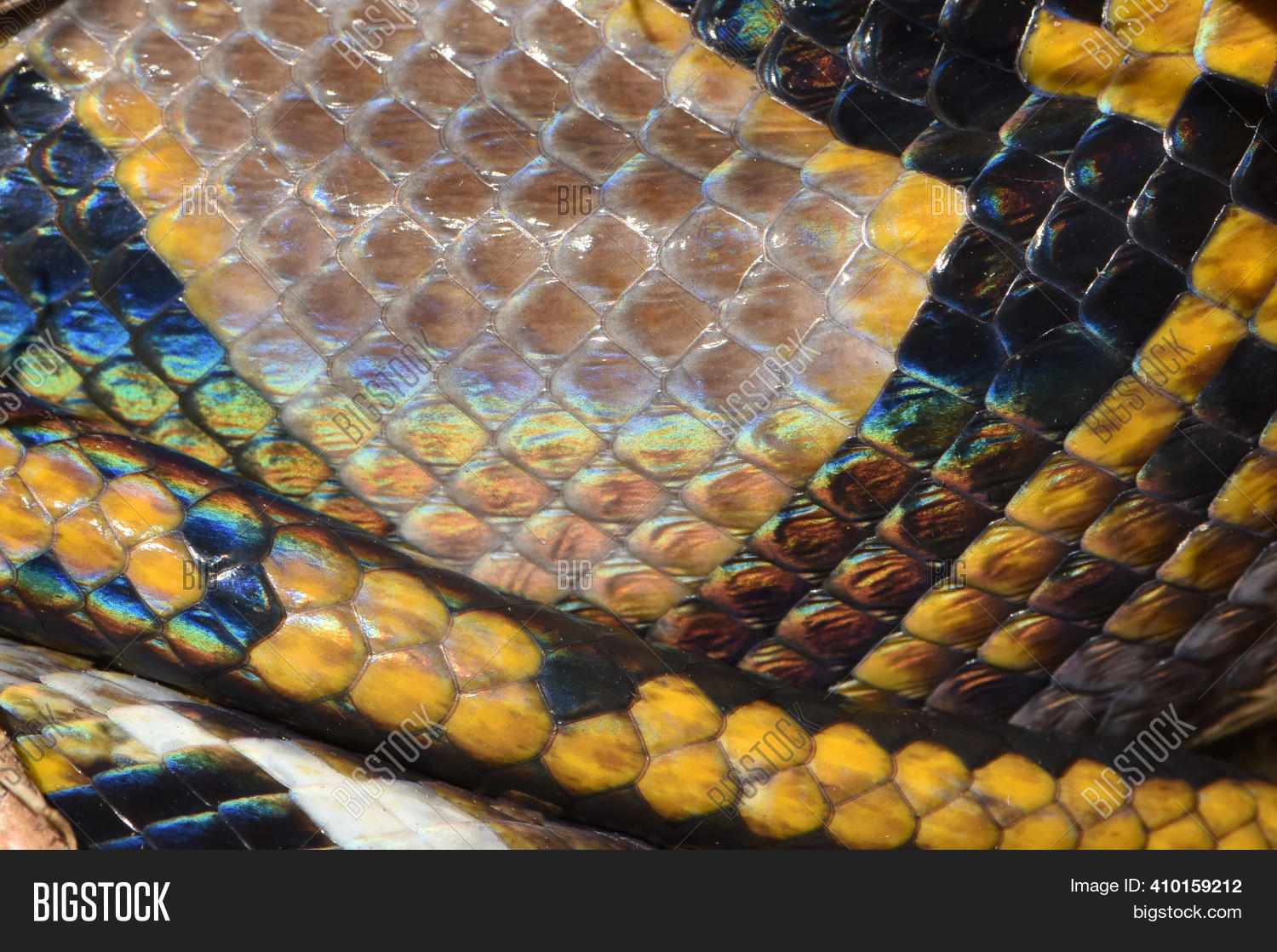 Close View Boa Skin Image & Photo (Free Trial) | Bigstock