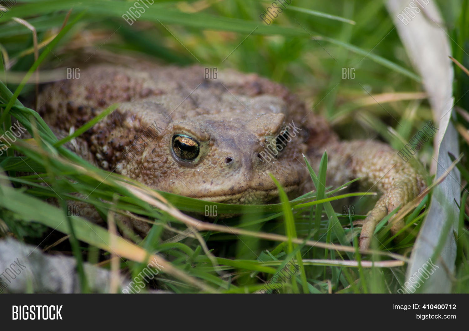 Beautiful Specimen Image & Photo (Free Trial) | Bigstock