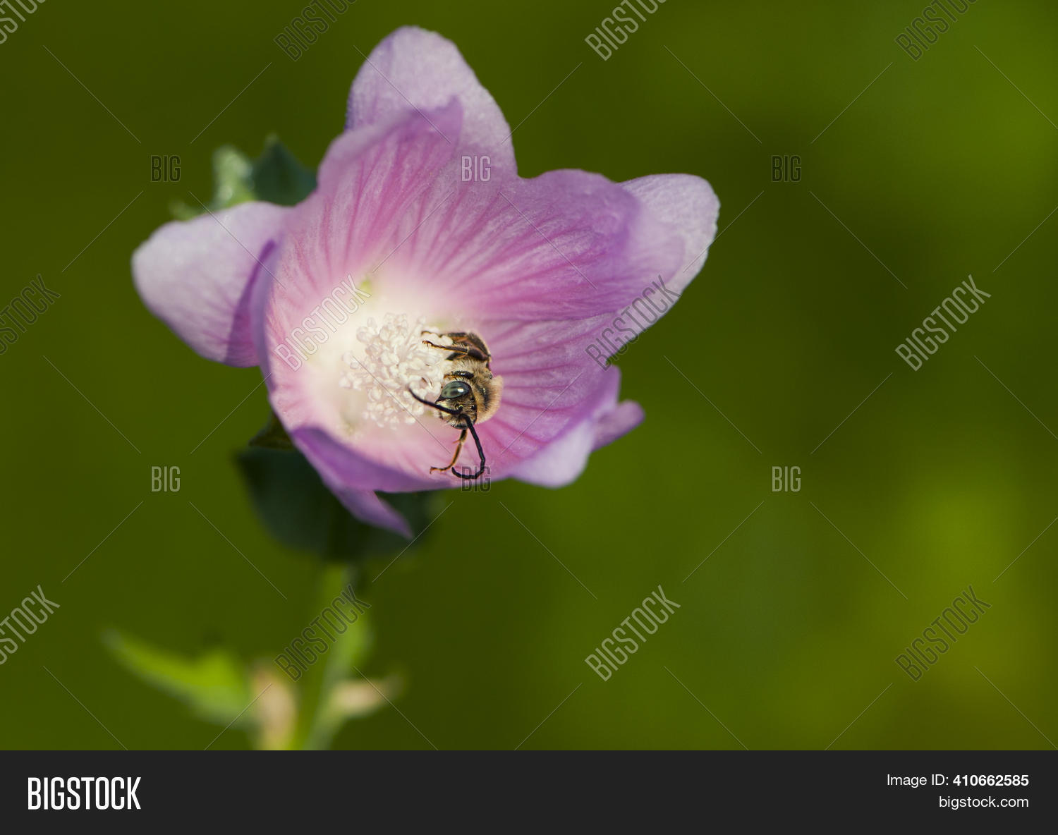 Bee Pink Flower. Wild Image & Photo (Free Trial) | Bigstock