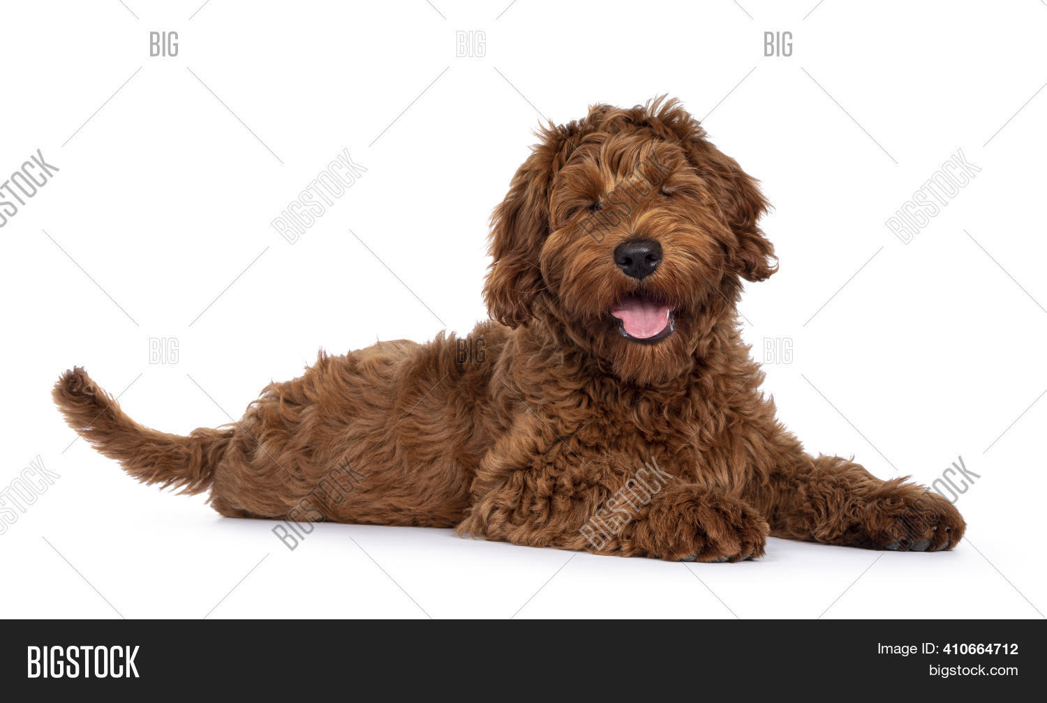 Cute Red Cobberdog Image & Photo (Free Trial) | Bigstock