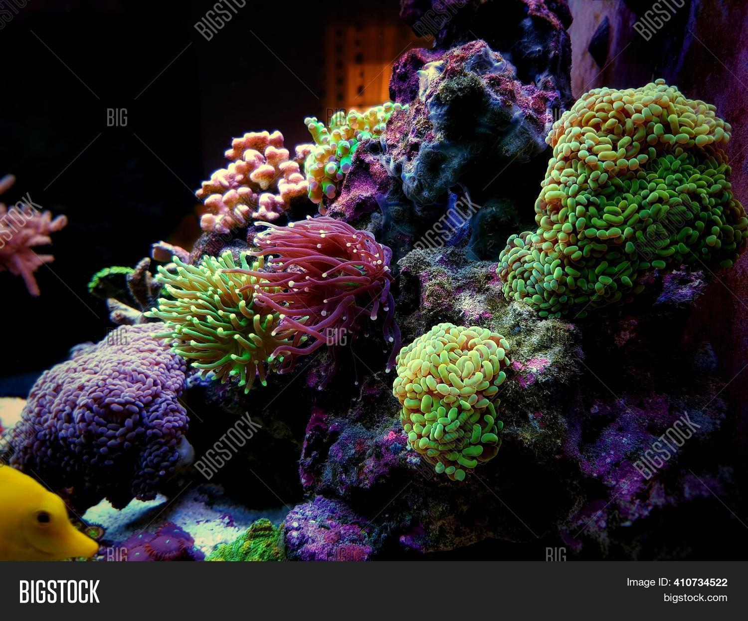 Most Beautiful Corals