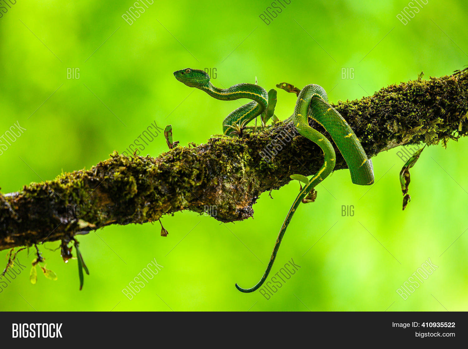 Bothriechis Lateralis Image & Photo (Free Trial) | Bigstock