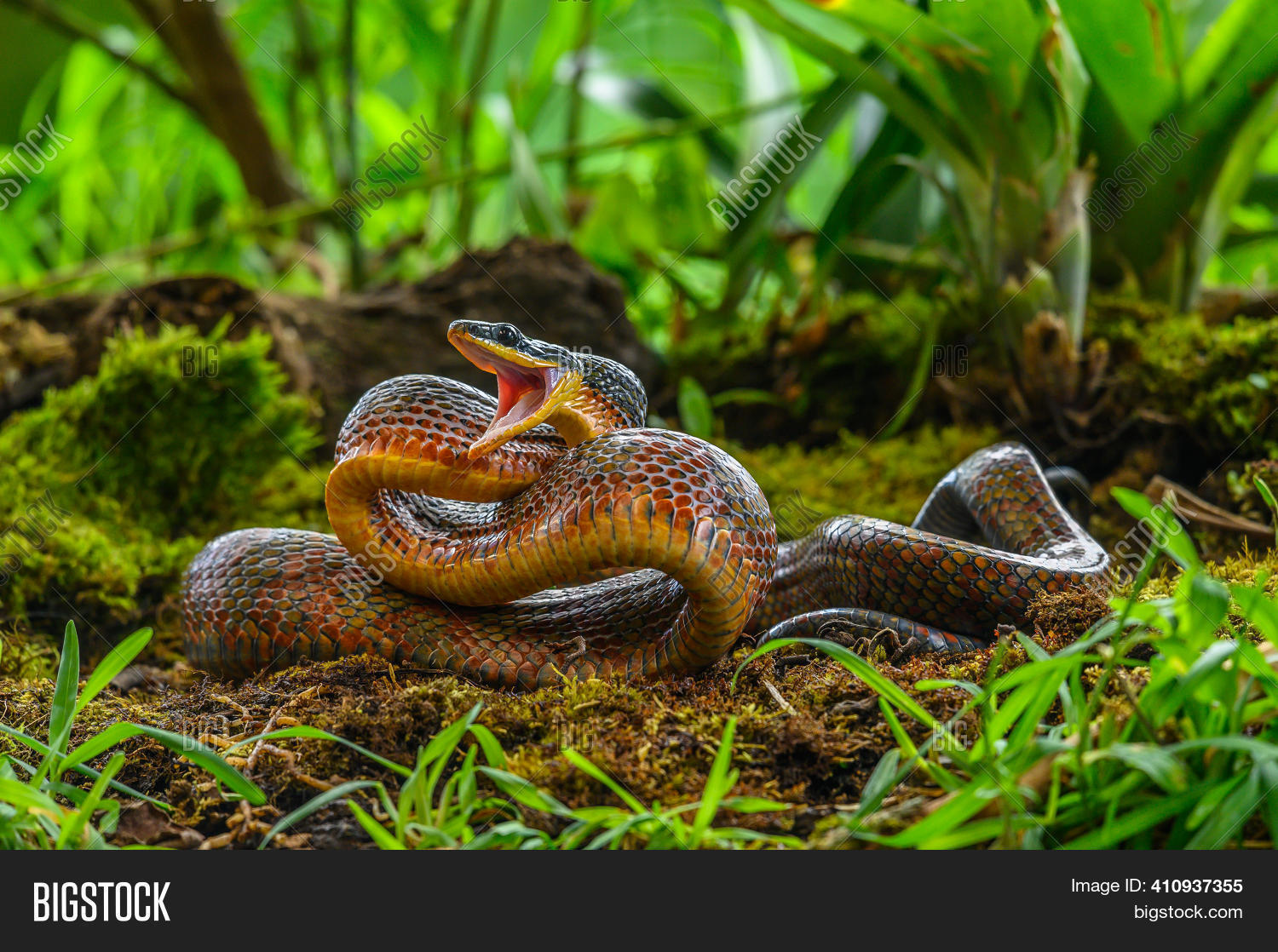 Puffing Snake - Image & Photo (Free Trial) | Bigstock