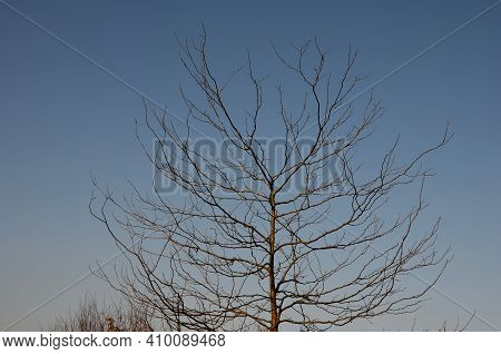 Deciduous Tree, Native Image & Photo (Free Trial) | Bigstock