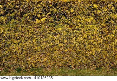 This Conically Growing Image & Photo (Free Trial) | Bigstock