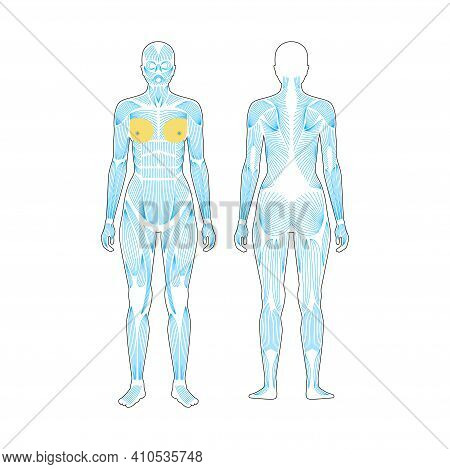 Human Muscular System Vector & Photo (Free Trial) | Bigstock
