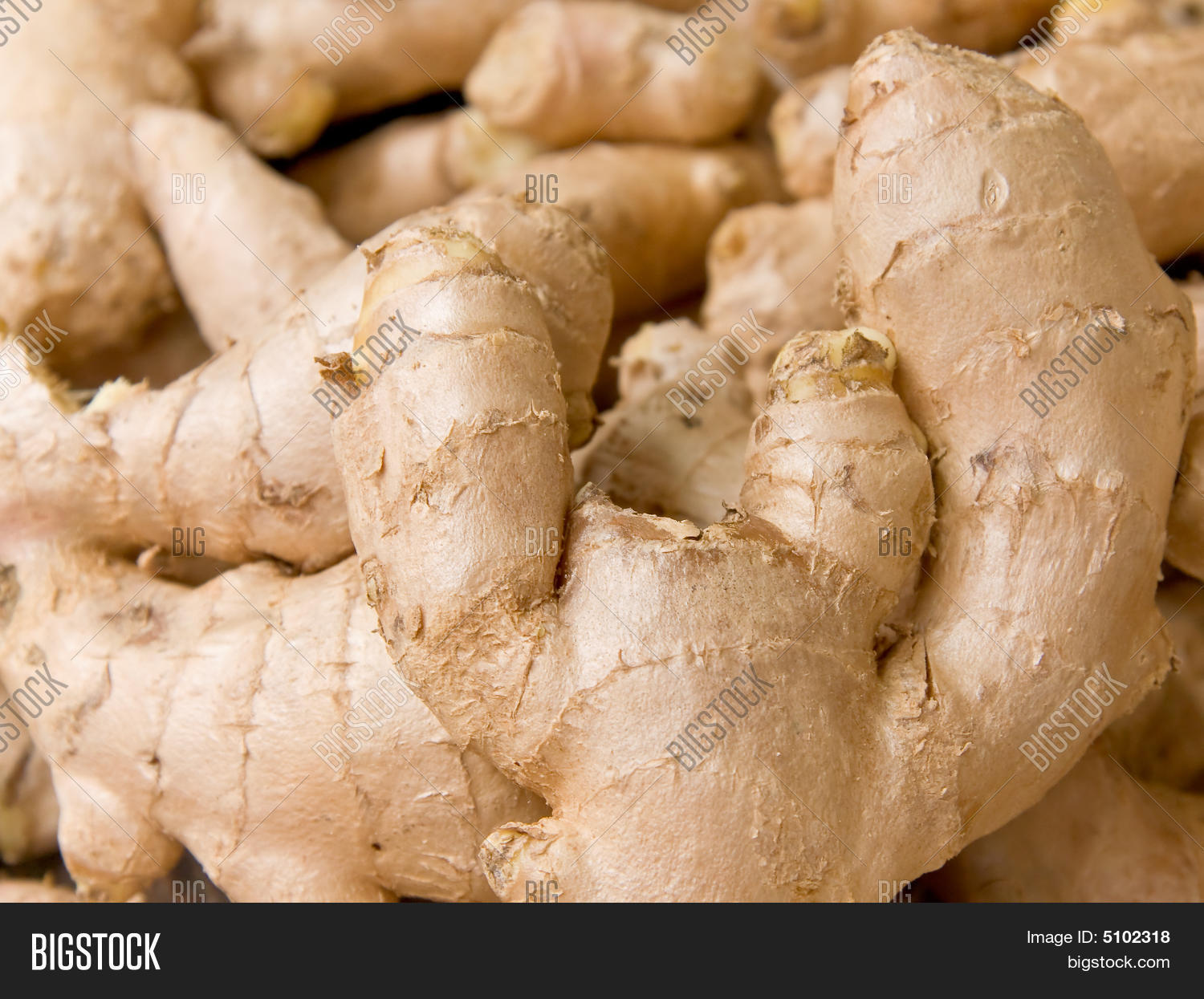 Ginger Image & Photo (Free Trial) | Bigstock