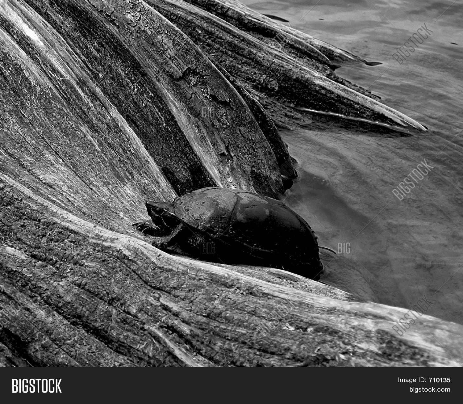 Turtle On Stump Image & Photo (Free Trial) | Bigstock