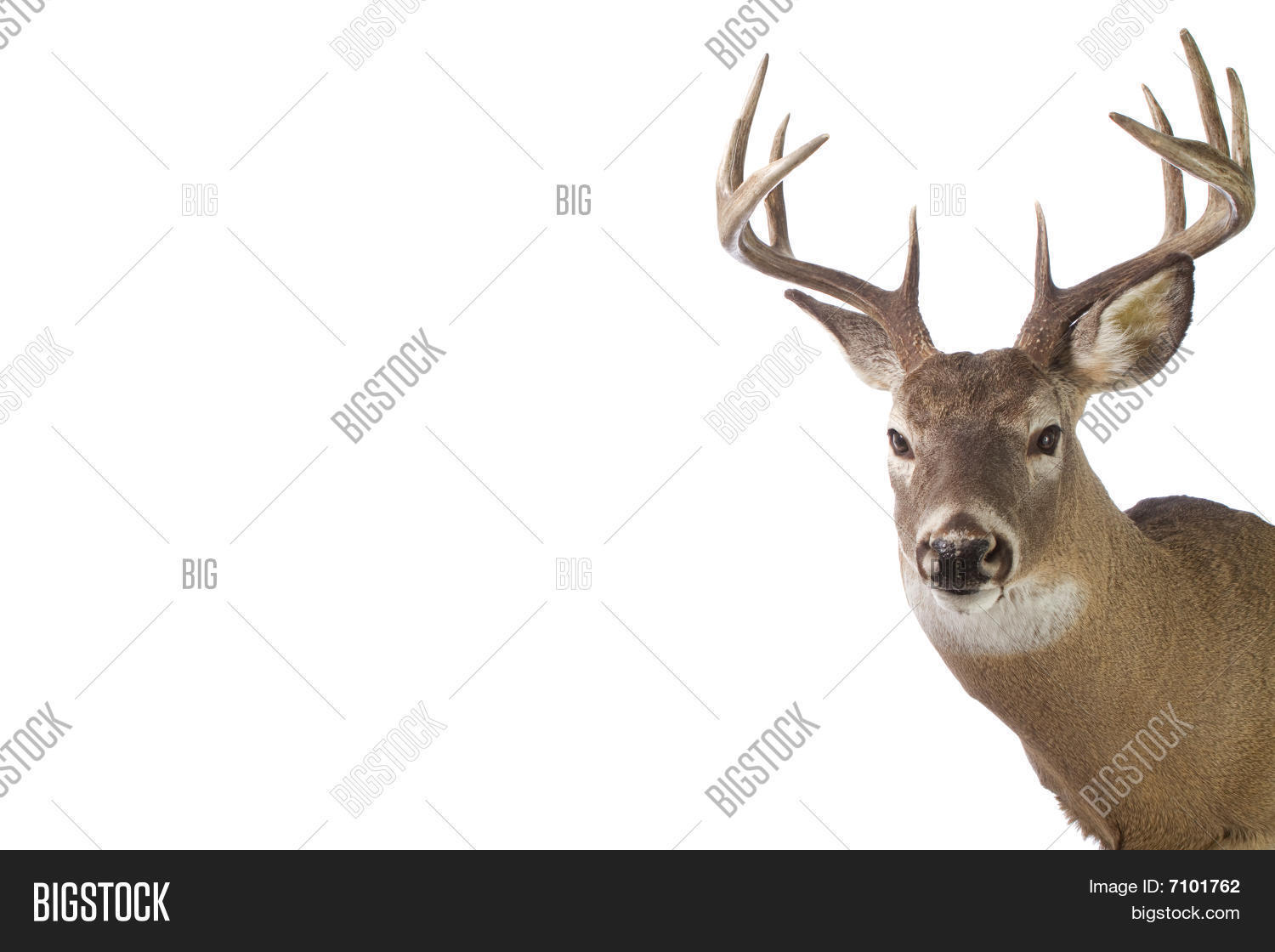 Large Whitetail Buck Image & Photo (Free Trial) | Bigstock
