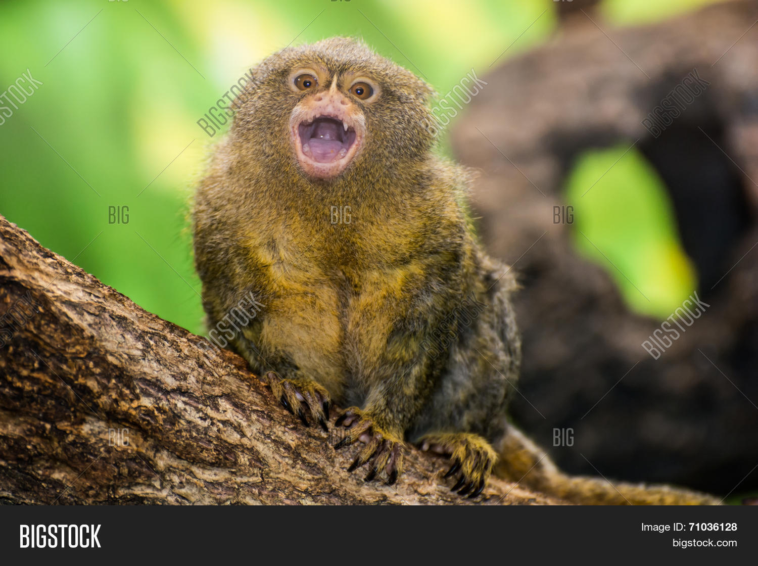 Pygmy Marmoset Image & Photo (Free Trial) | Bigstock