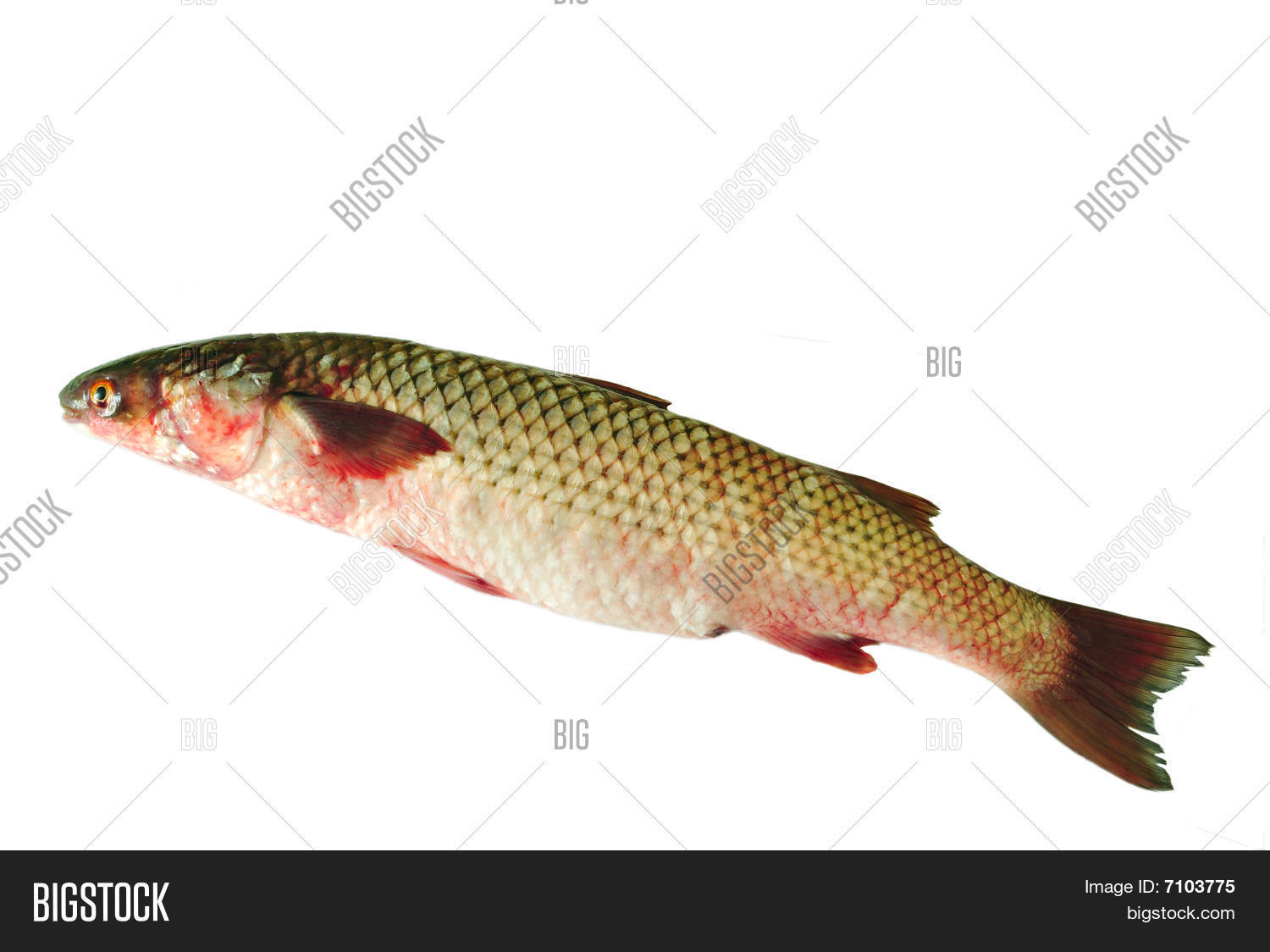 Fish Pelengas Image & Photo (Free Trial) | Bigstock
