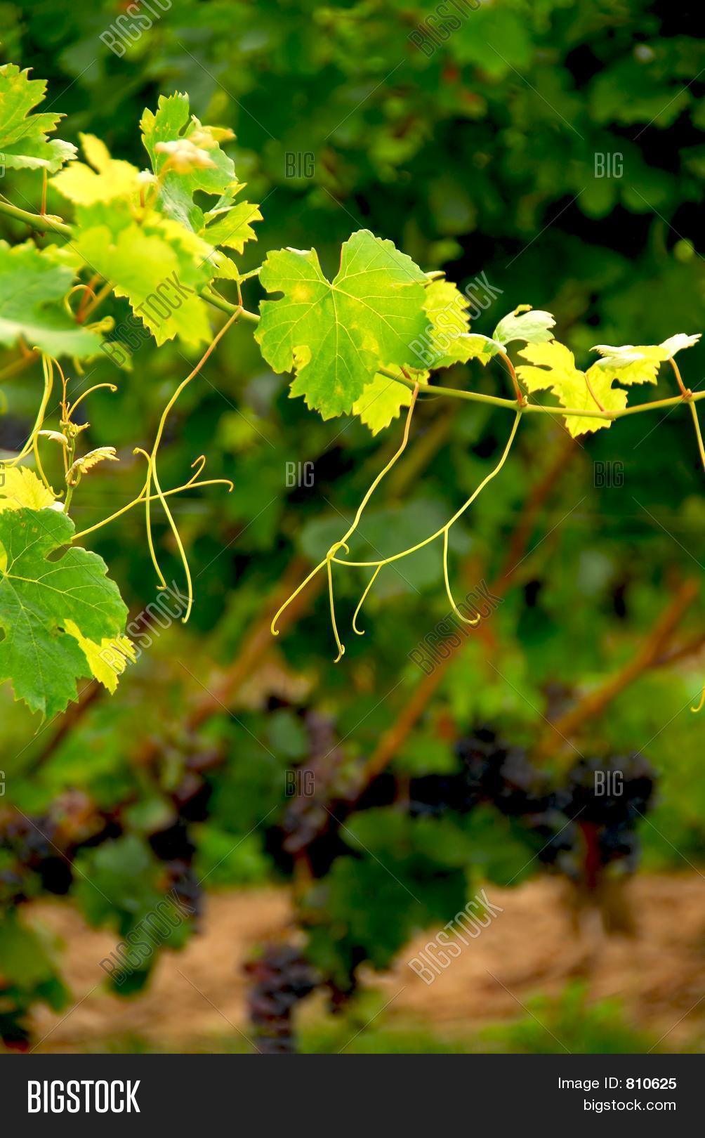 Grape Vine Branch Image & Photo (Free Trial) | Bigstock