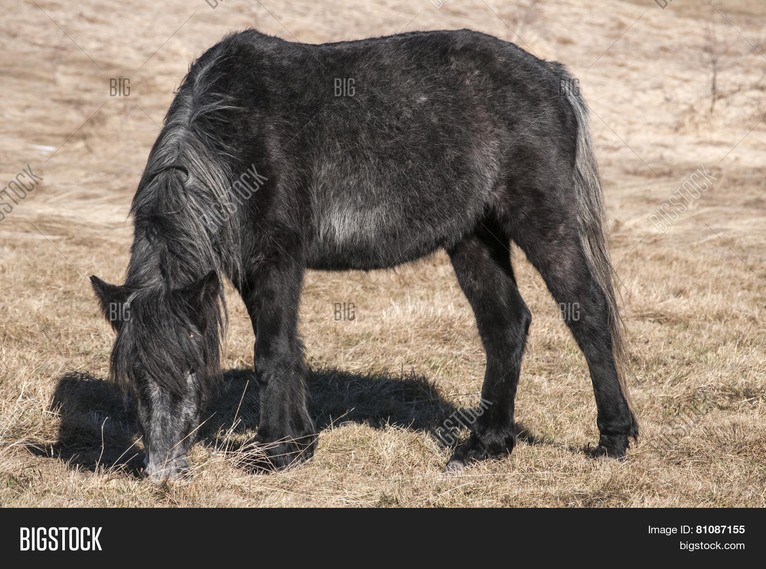Hinny On Winter Meadow Image & Photo (Free Trial) | Bigstock