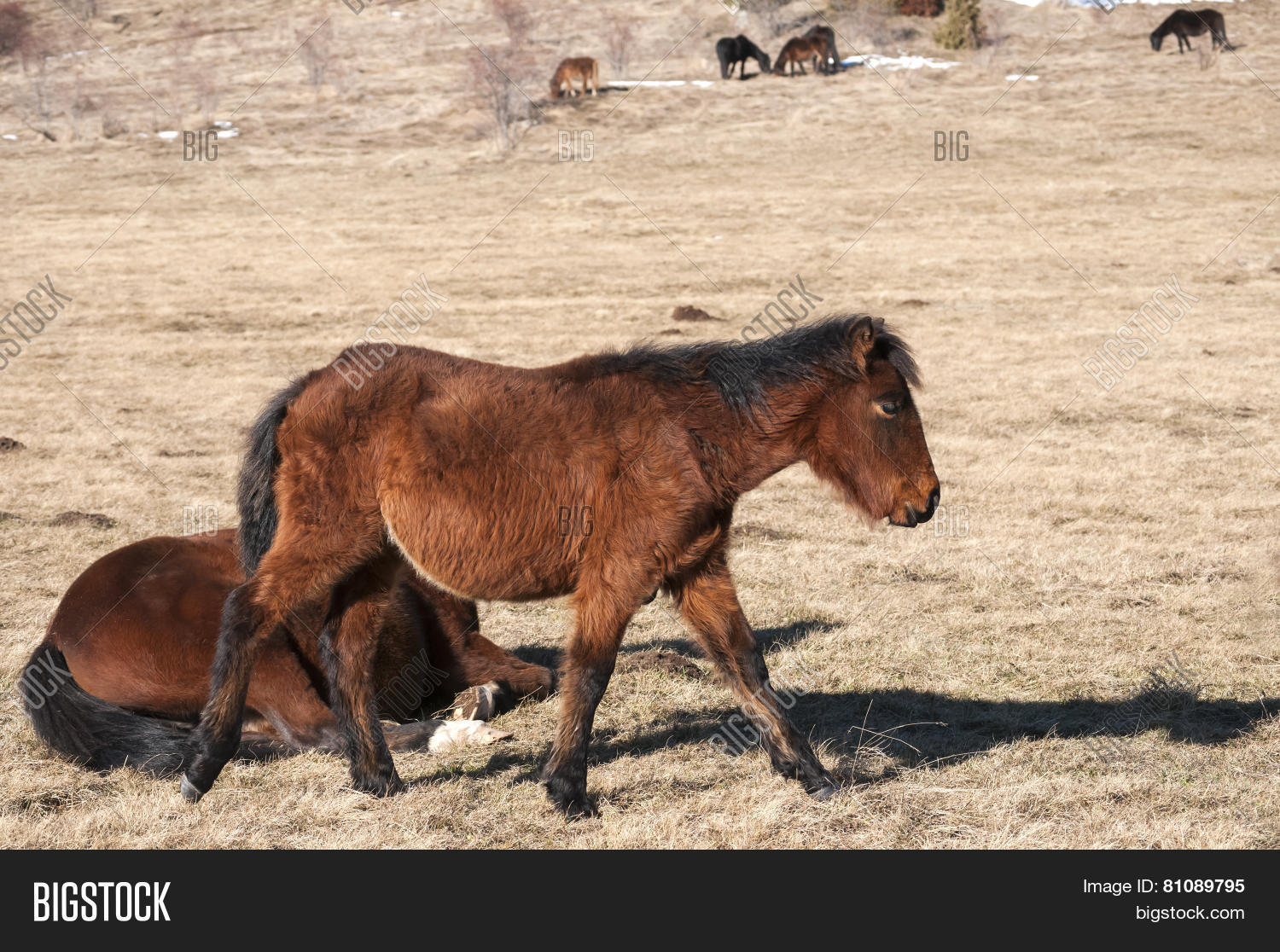 Hinnies On Winter Image & Photo (Free Trial) | Bigstock