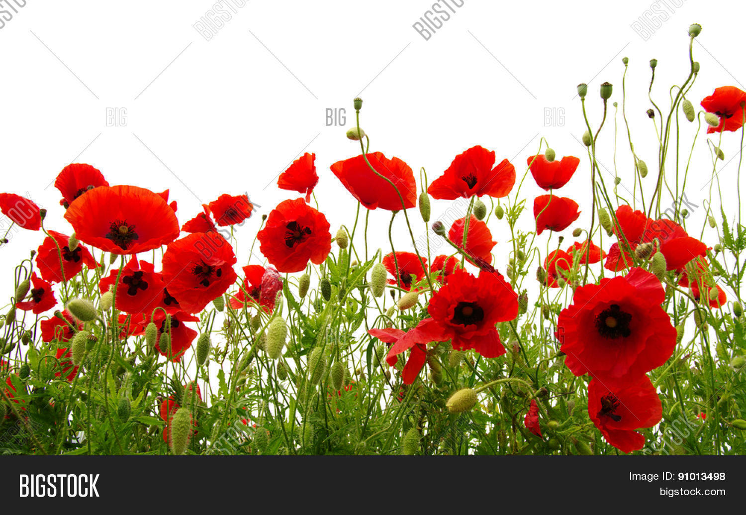 Red Poppy Isolated On Image & Photo (Free Trial) | Bigstock