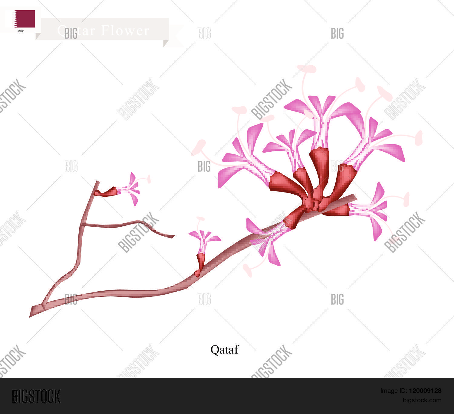 Qataf Flower, Vector & Photo (Free Trial) | Bigstock