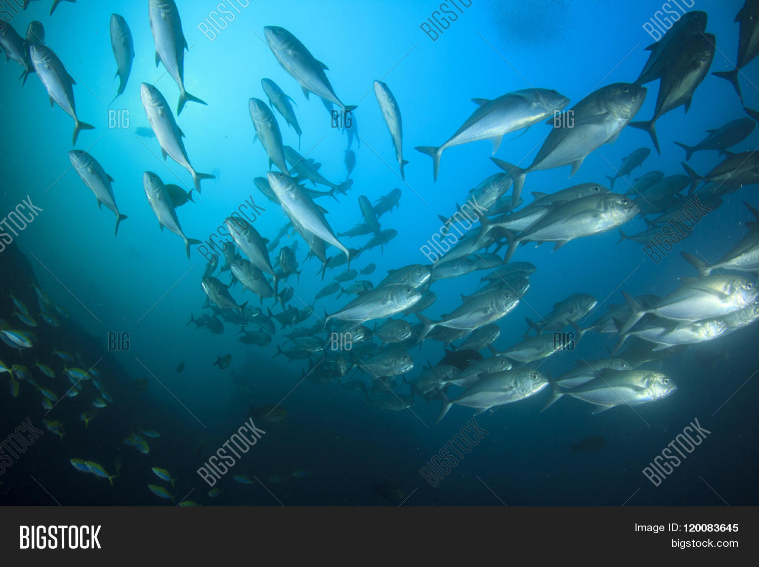 Fish School Ocean: Image & Photo (Free Trial) | Bigstock