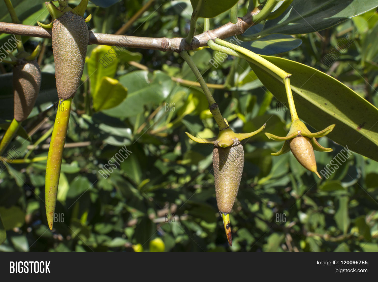 Red Mangrove Image & Photo (Free Trial) | Bigstock