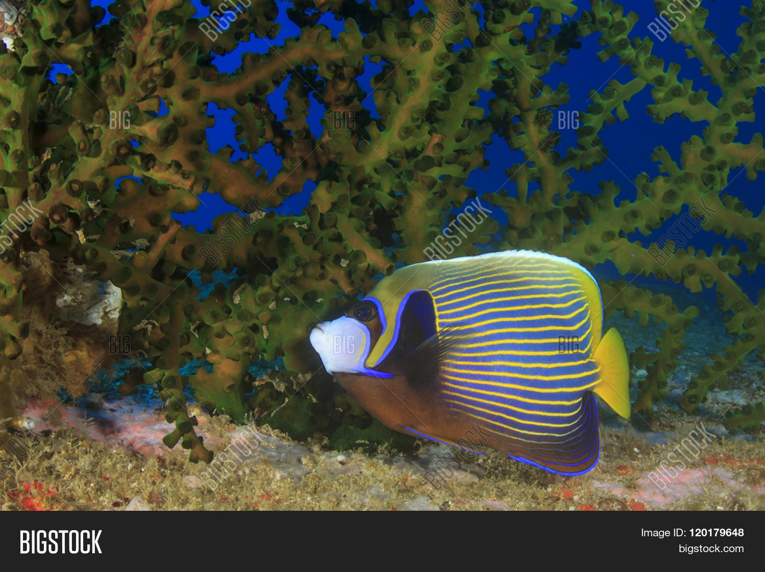 Emperor Angelfish Image & Photo (Free Trial) | Bigstock
