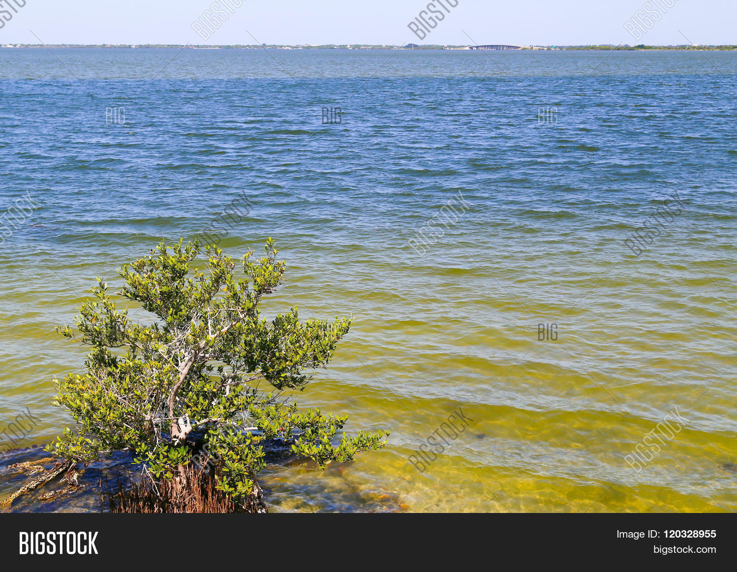 Banana River Image & Photo (Free Trial) | Bigstock