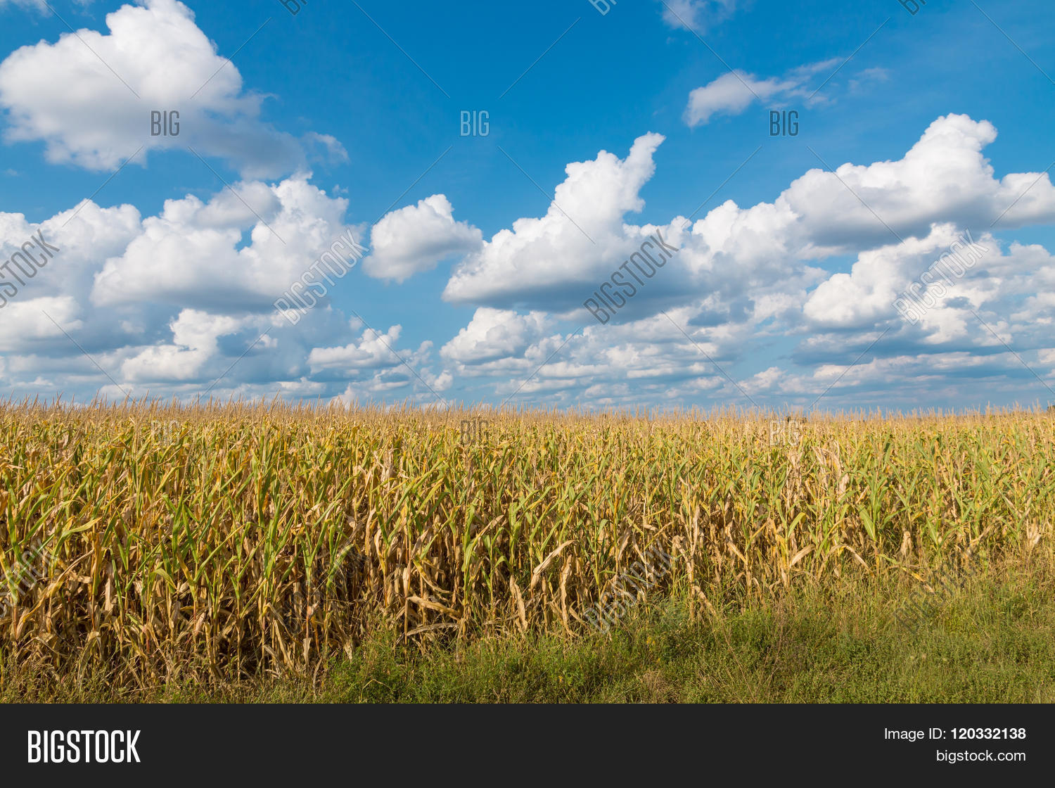Yellow Corn Field Blue Image & Photo (Free Trial) | Bigstock