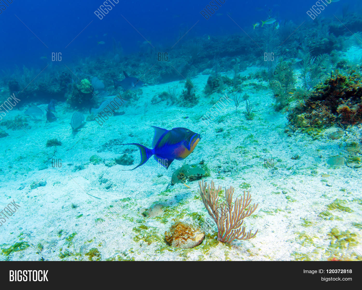 Triggerfish ( Image & Photo (Free Trial) | Bigstock