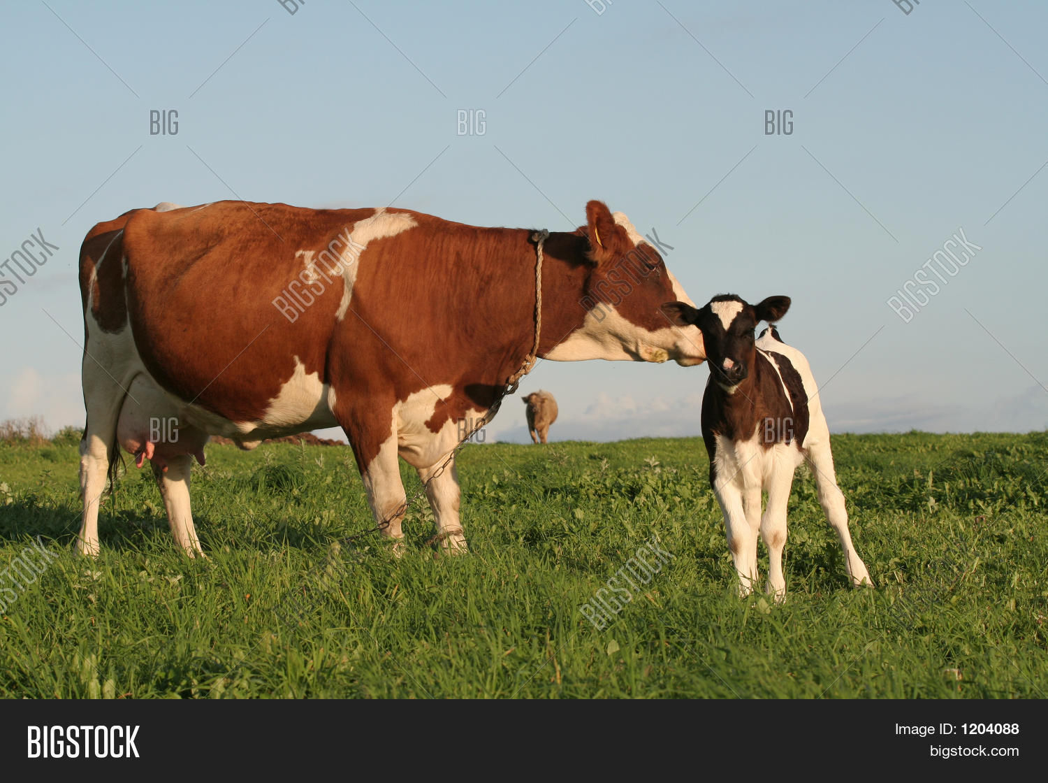 Cows Image & Photo (Free Trial) | Bigstock