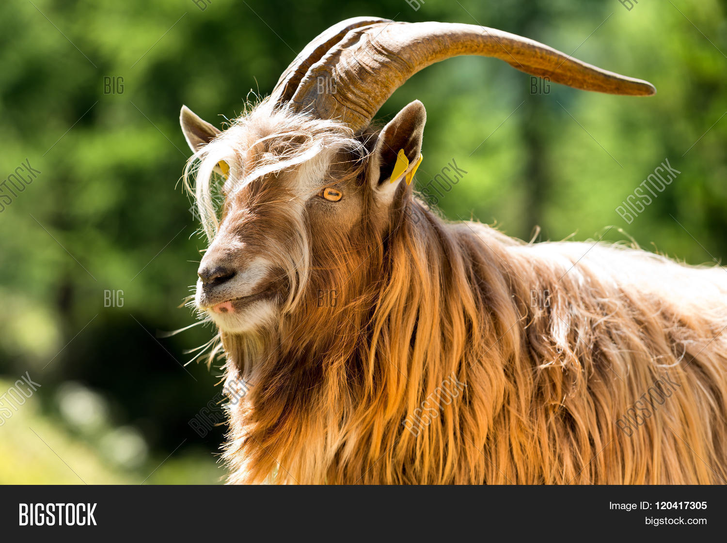 Mountain Male Goat - Image & Photo (Free Trial) | Bigstock