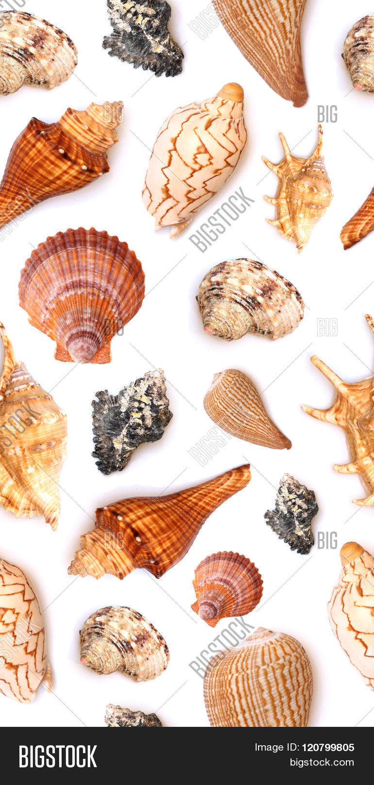 Seamless Seashell Image & Photo (Free Trial) | Bigstock